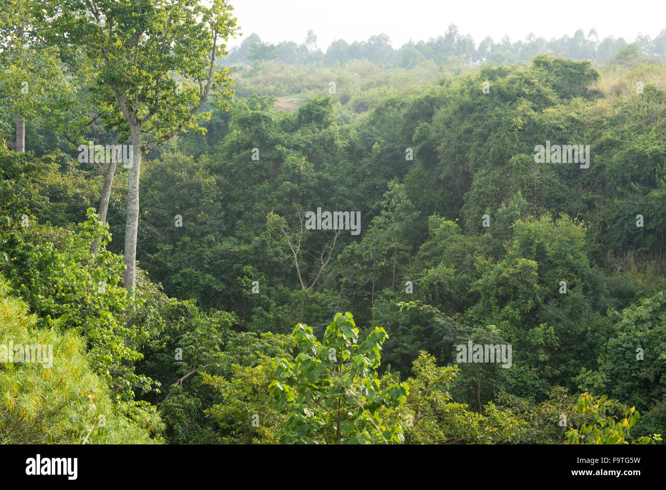 Kyambura gorge, Queen Elizabeth National Park, Uganda Stock Photo - Alamy