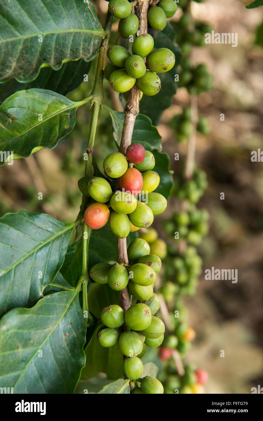 Coffee bush, Uganda Stock Photo - Alamy
