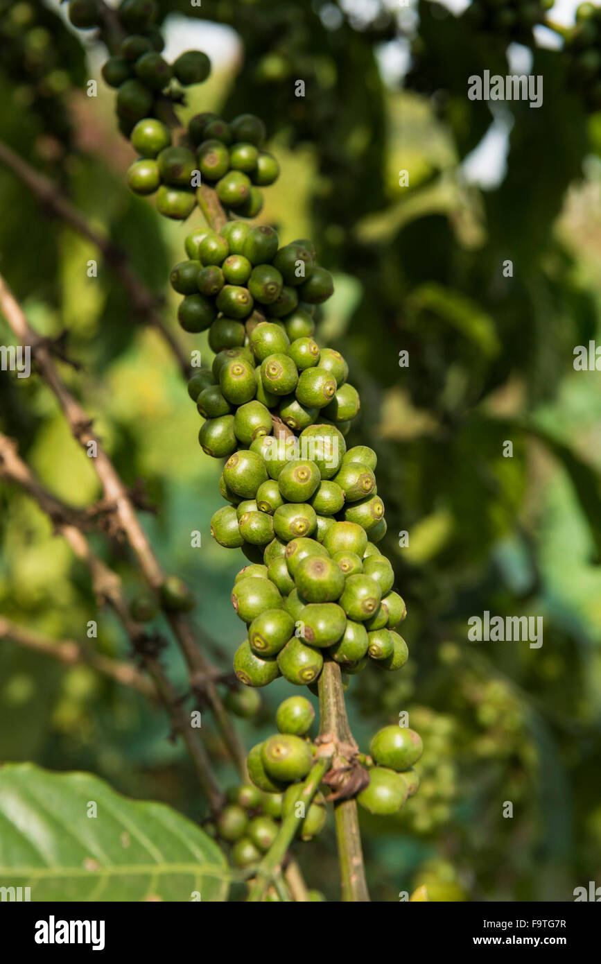 Coffee bush hi-res stock photography and images - Alamy