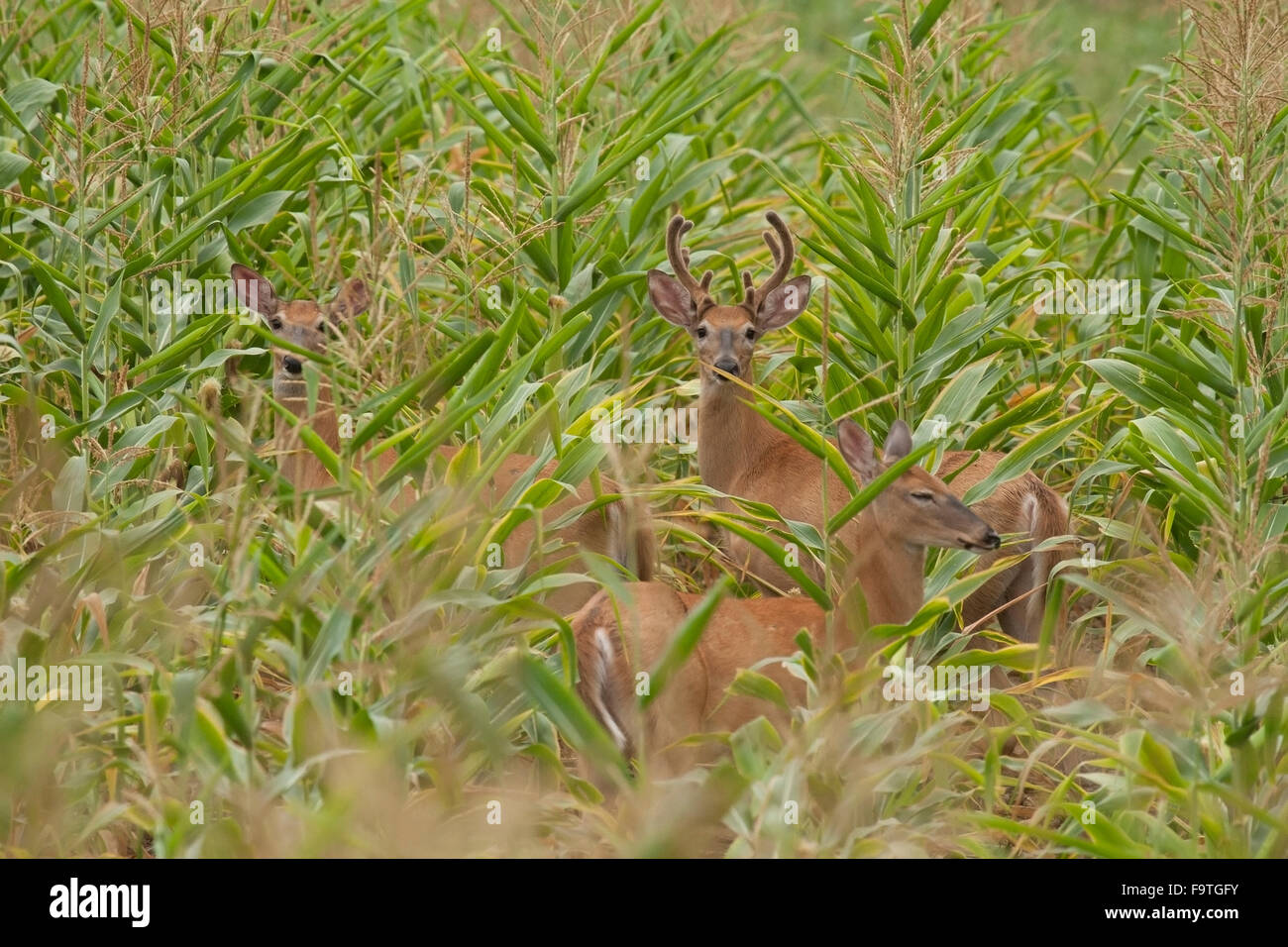 Whitetail buck and doe hi-res stock photography and images - Alamy