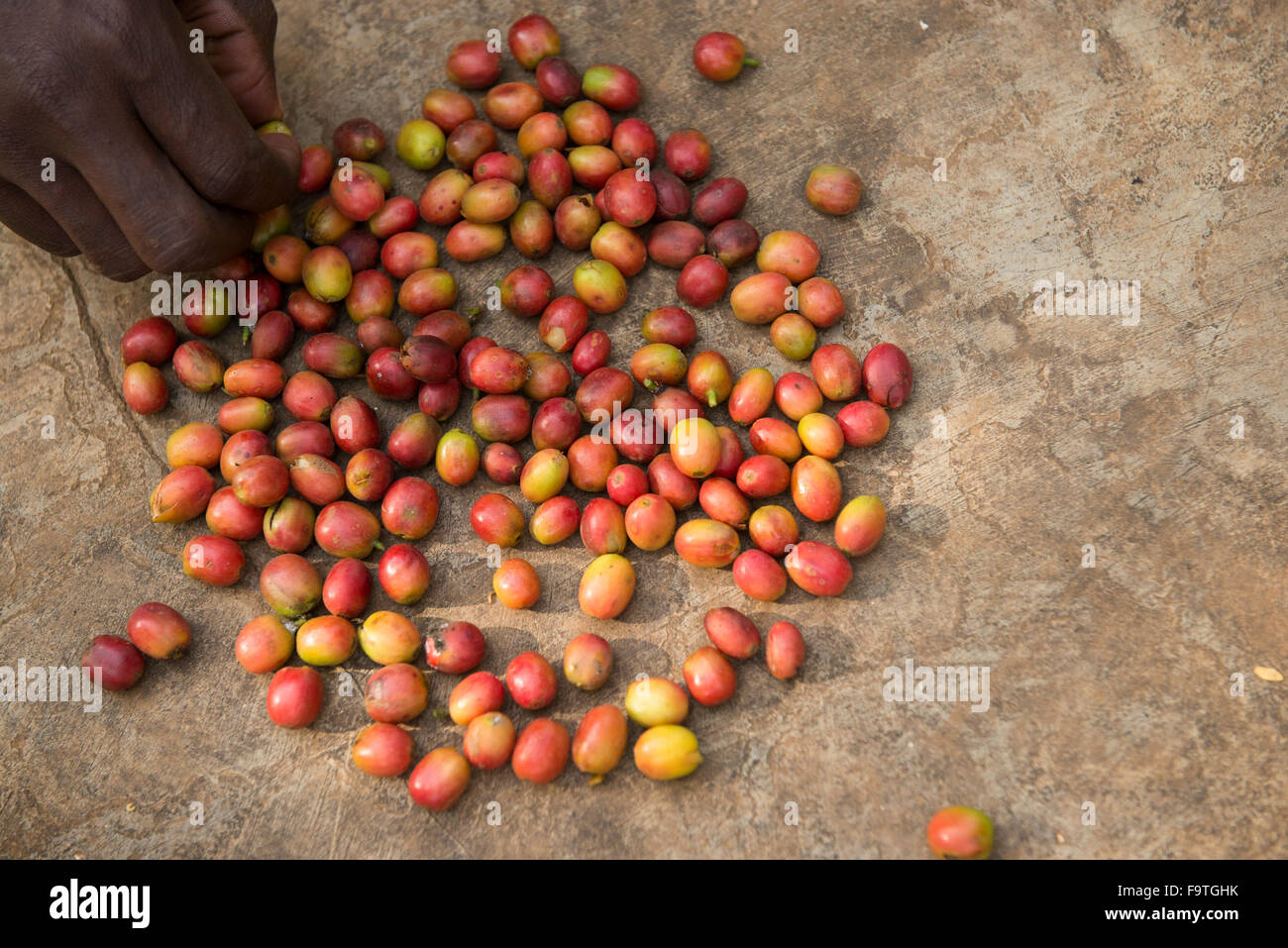 Coffee beans, Uganda Stock Photo - Alamy