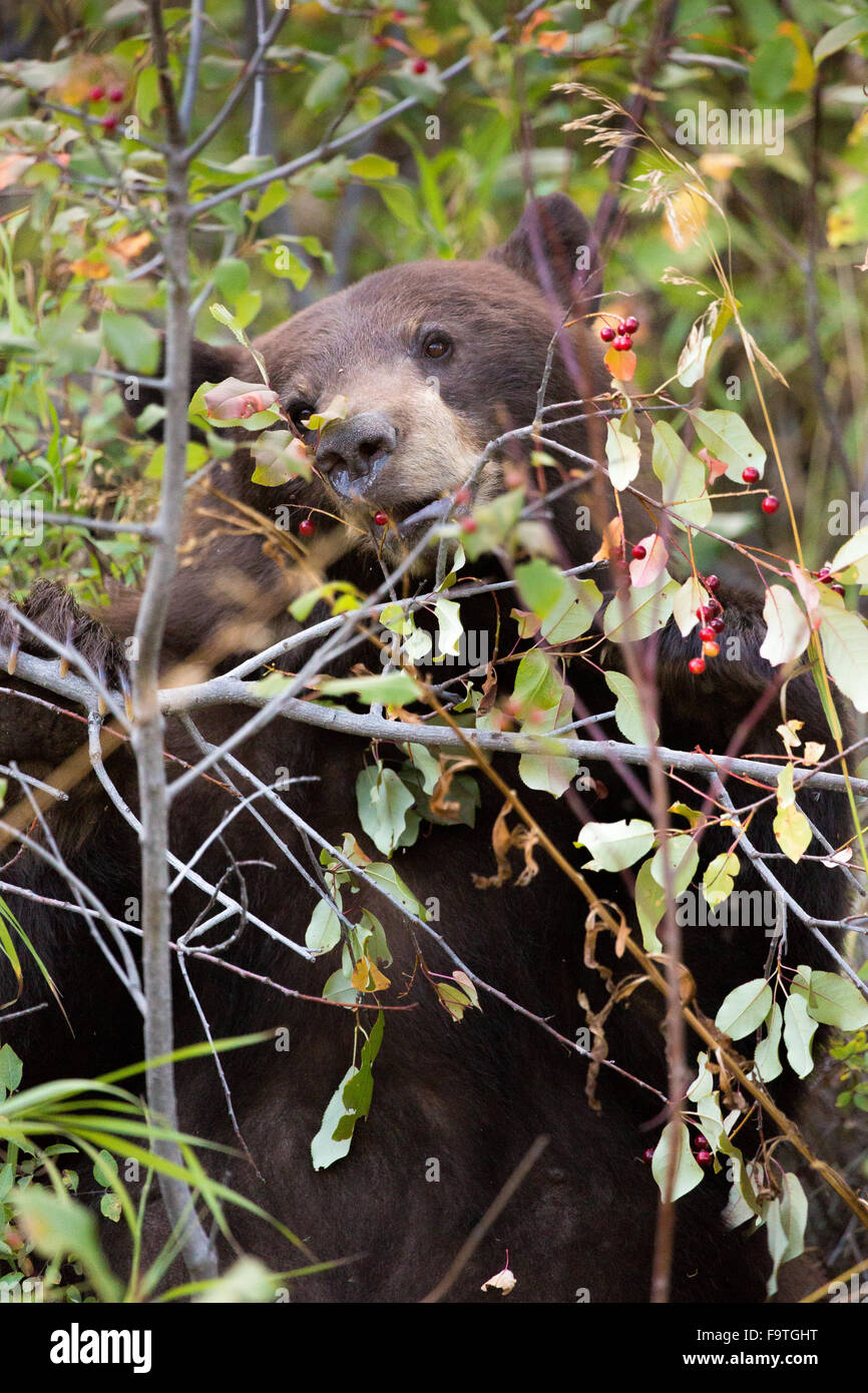 Black Bear Eating Berries High Resolution Stock Photography and Images ...