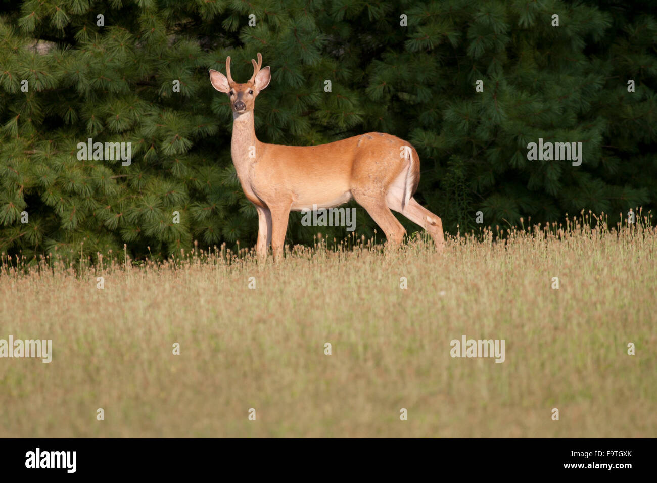 Whitetail buck hi-res stock photography and images - Alamy