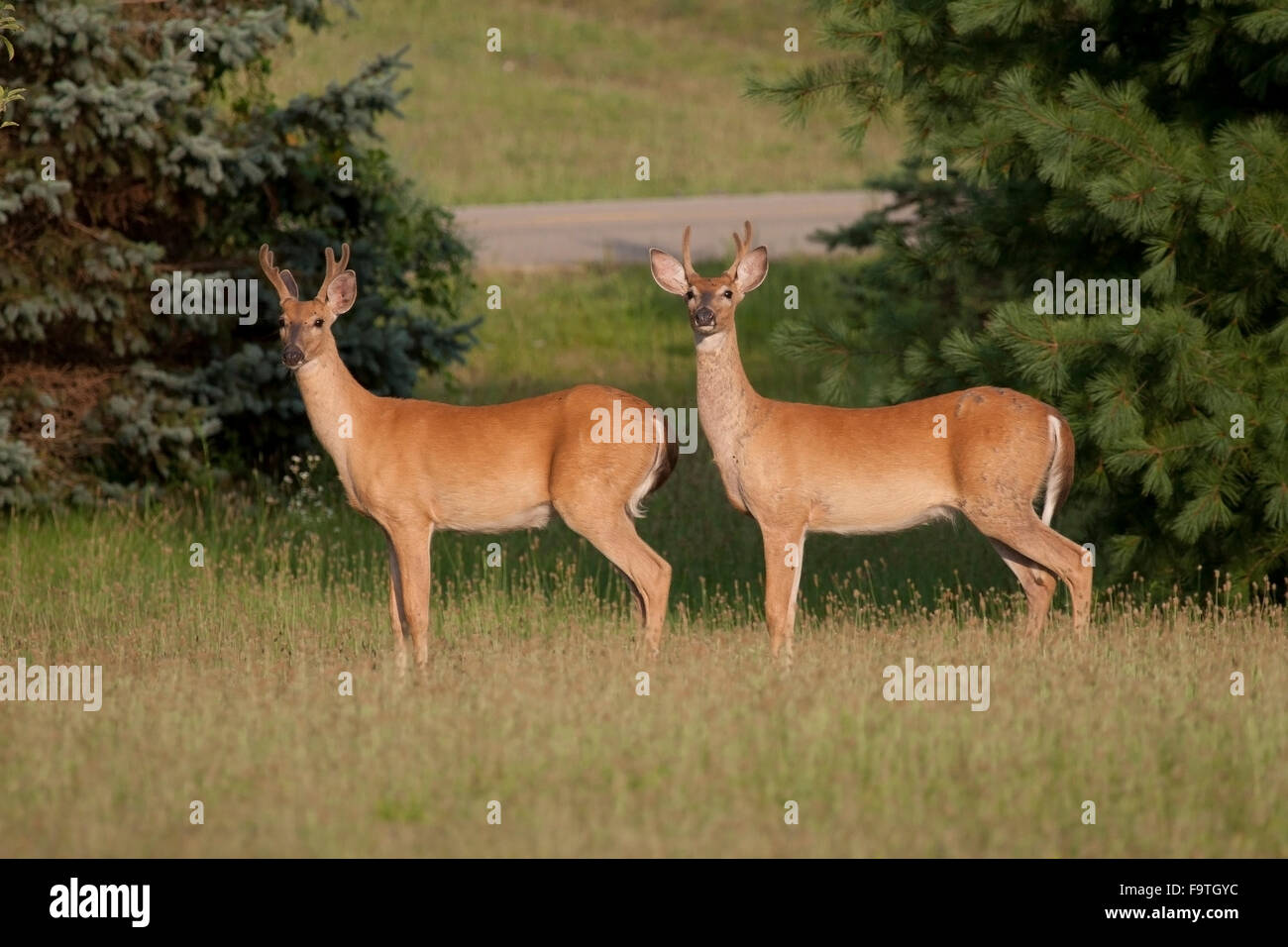 A pair of whitetail bucks on alert near country road Stock Photo - Alamy