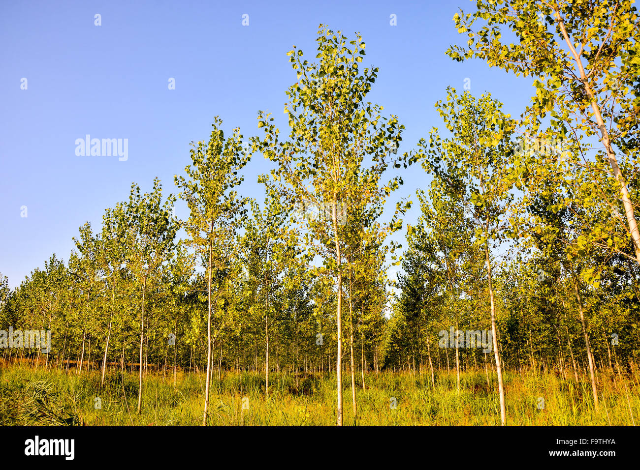 Pine Tree View Stock Photo - Alamy