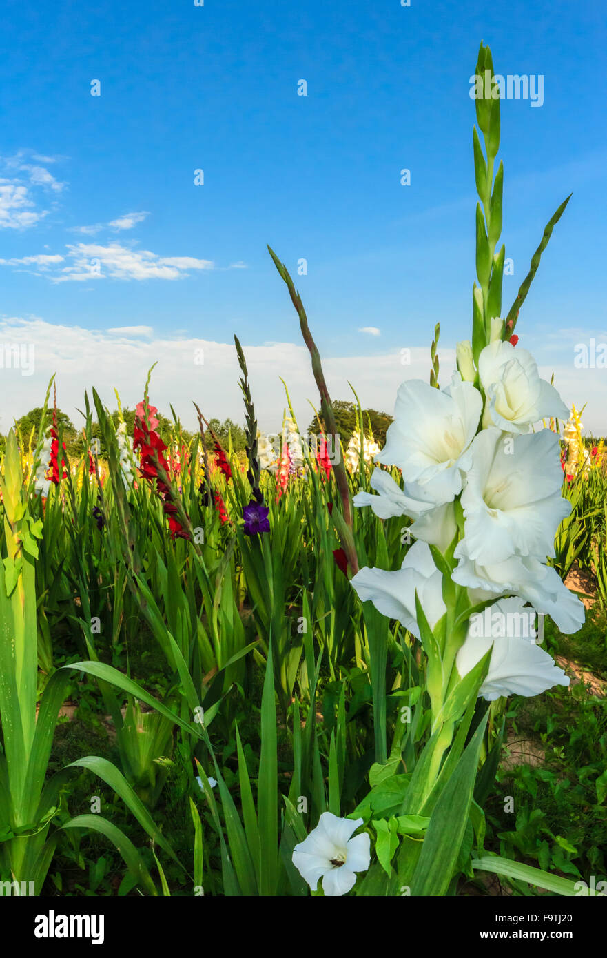 Growing white gladiola in colorful gladioli field Stock Photo - Alamy