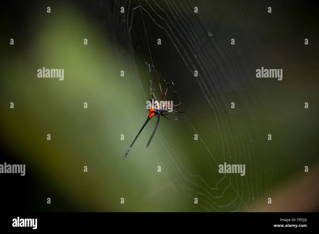 Curved spiny spider (Gasteracantha arcuata Stock Photo - Alamy