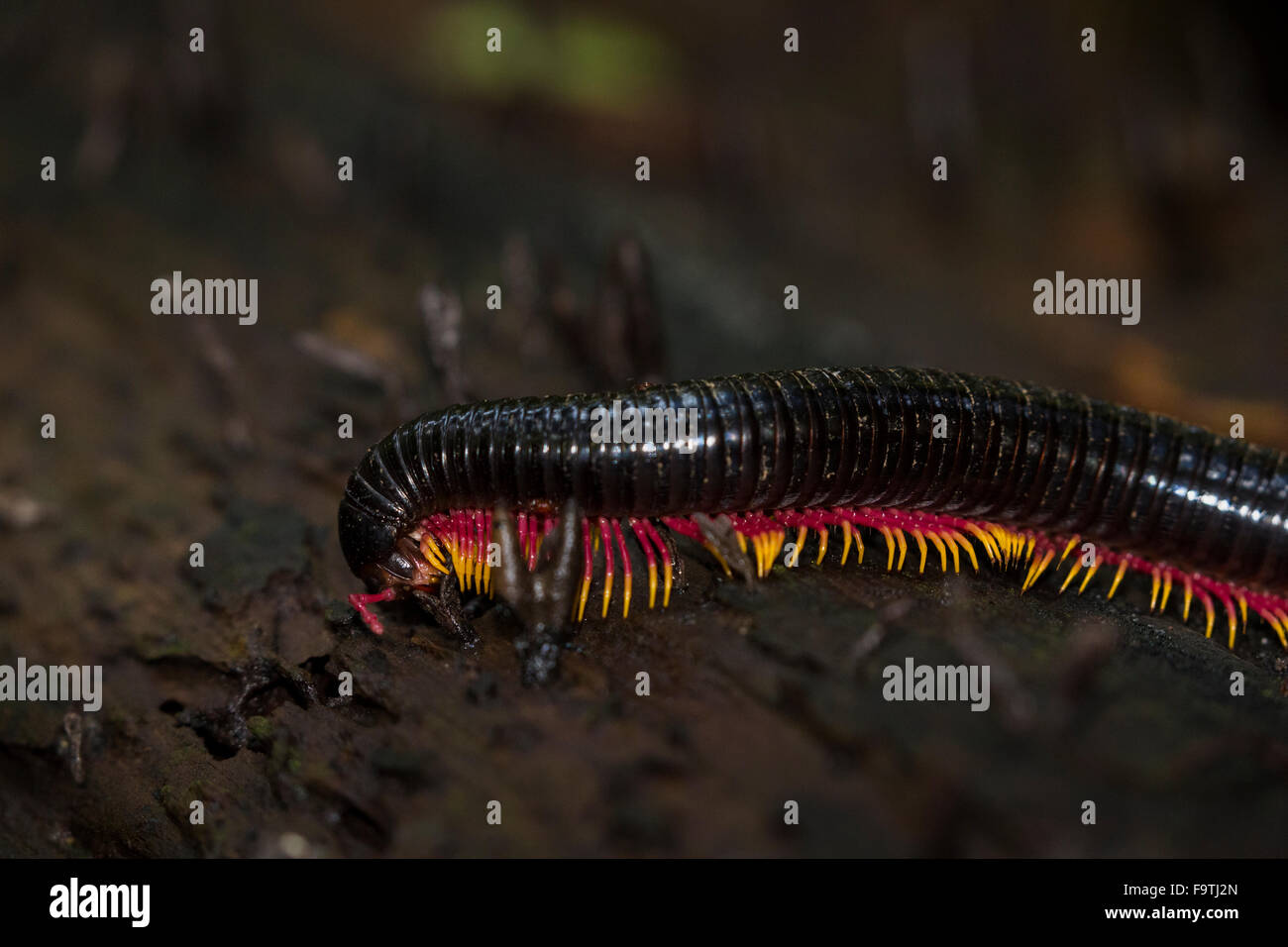 Millipede hi-res stock photography and images - Alamy