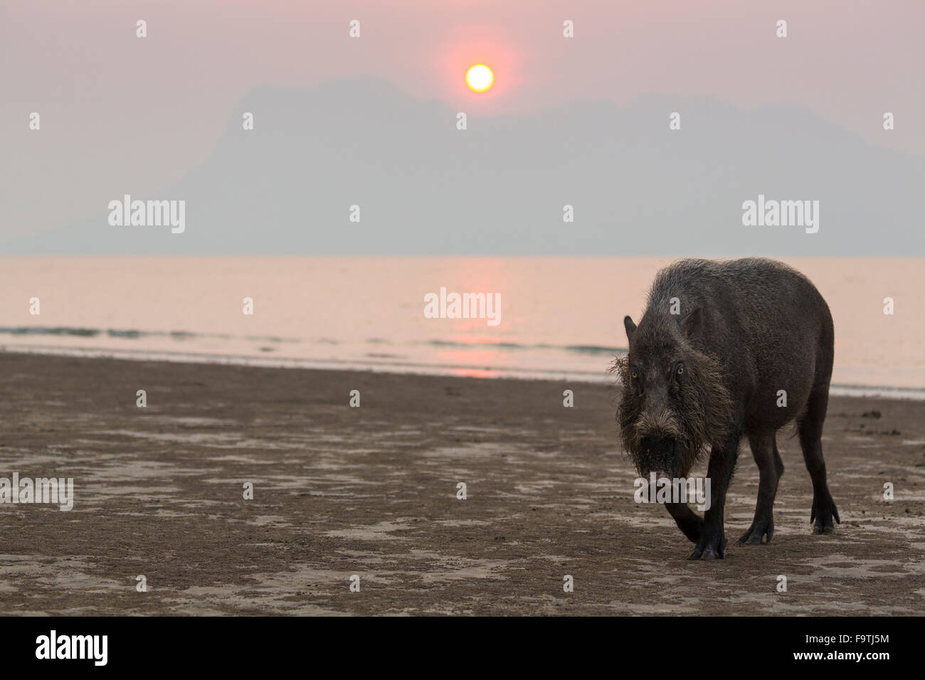 Long Legged Pig High Resolution Stock Photography and Images - Alamy