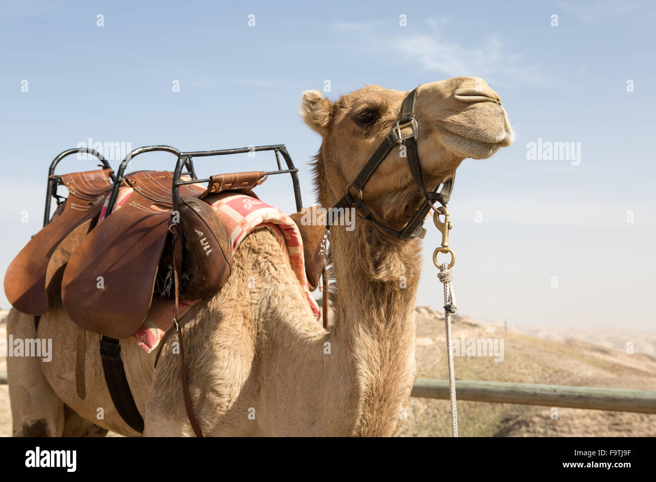 A camel in Israeli mountains in spring Stock Photo - Alamy