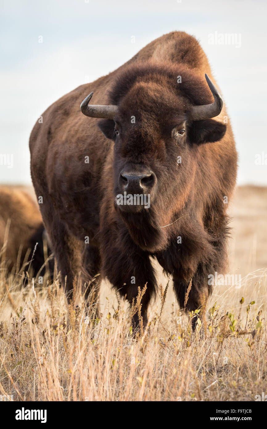 Grumpy bison hi-res stock photography and images - Alamy