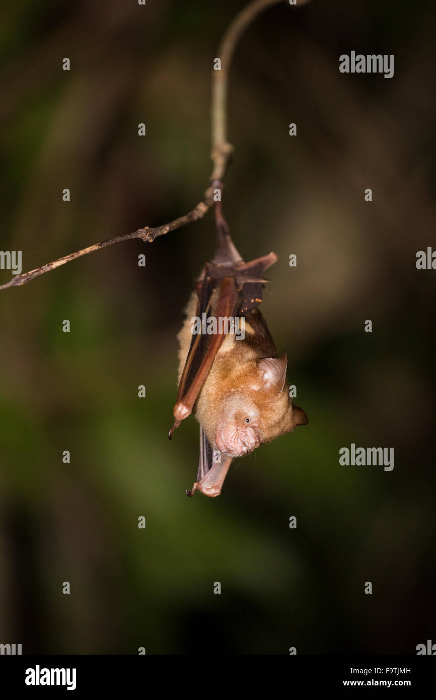 Diadem leaf-nosed bat (Hipposideros diadema Stock Photo - Alamy