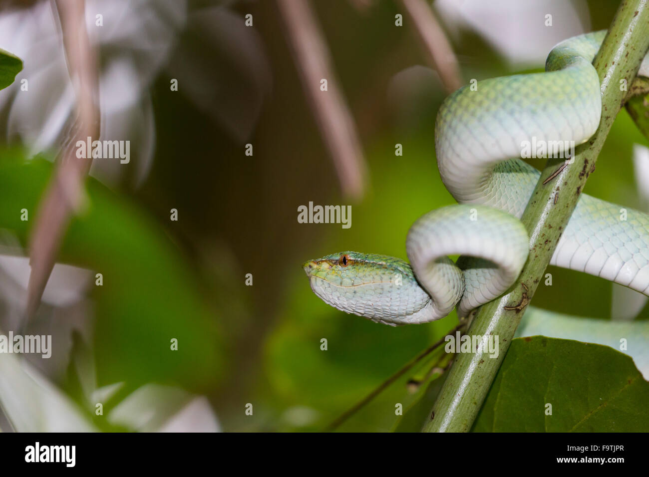 An arboreal temple viper hi-res stock photography and images - Alamy