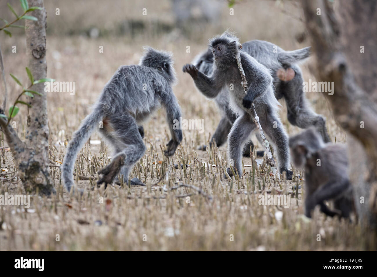Young silvery langurs (Trachypithecus cristatus) play-fighting with a ...