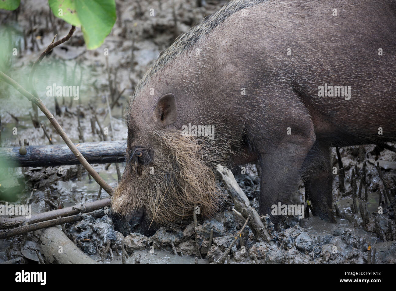 Babi putih long legged iucn vulnerable threatened hi-res stock ...