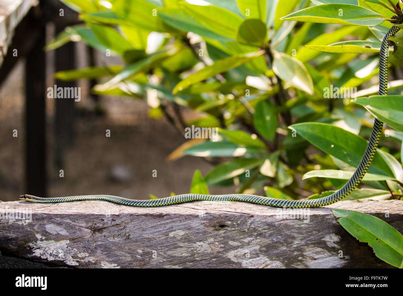 Paradise flying tree snake hi-res stock photography and images - Alamy