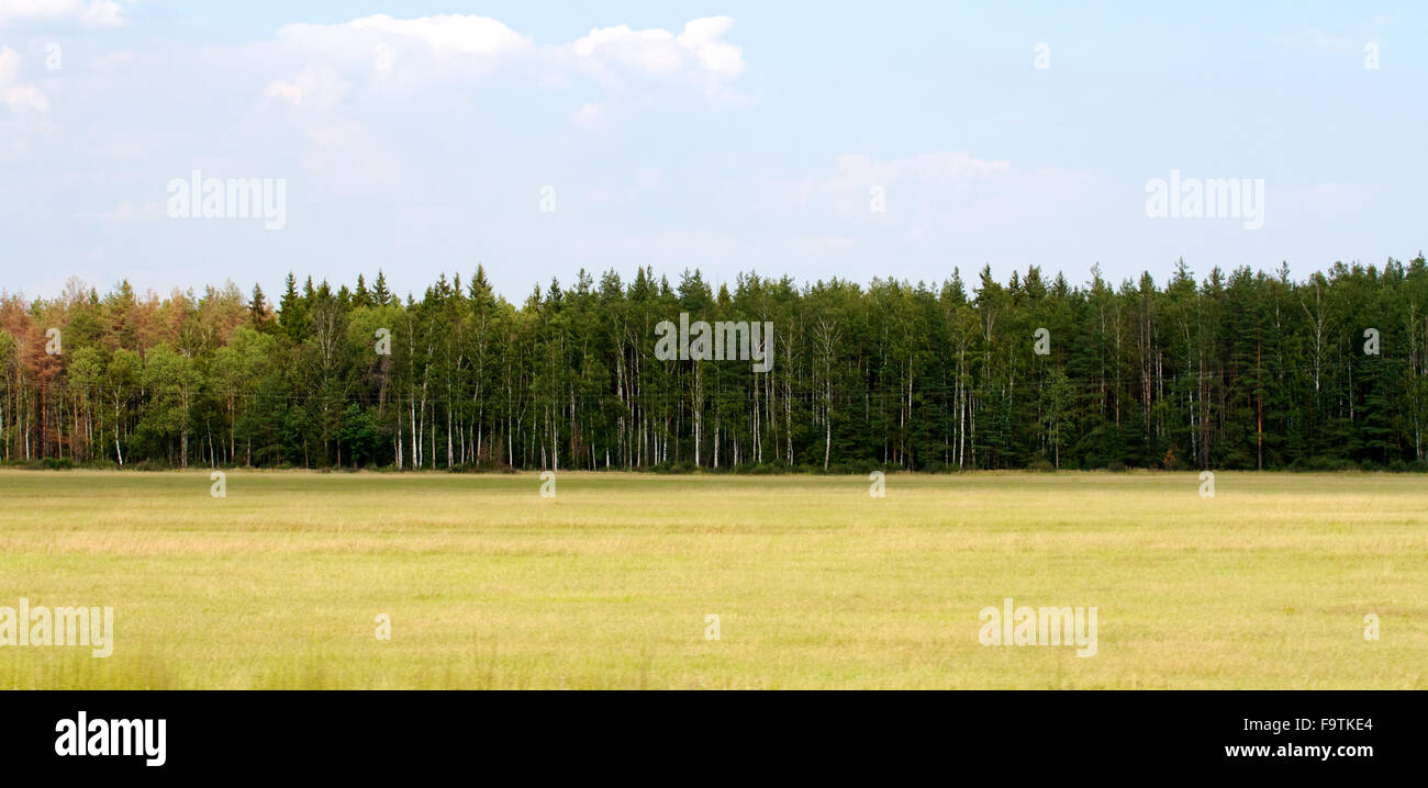 grass valley in forest during summer Stock Photo - Alamy
