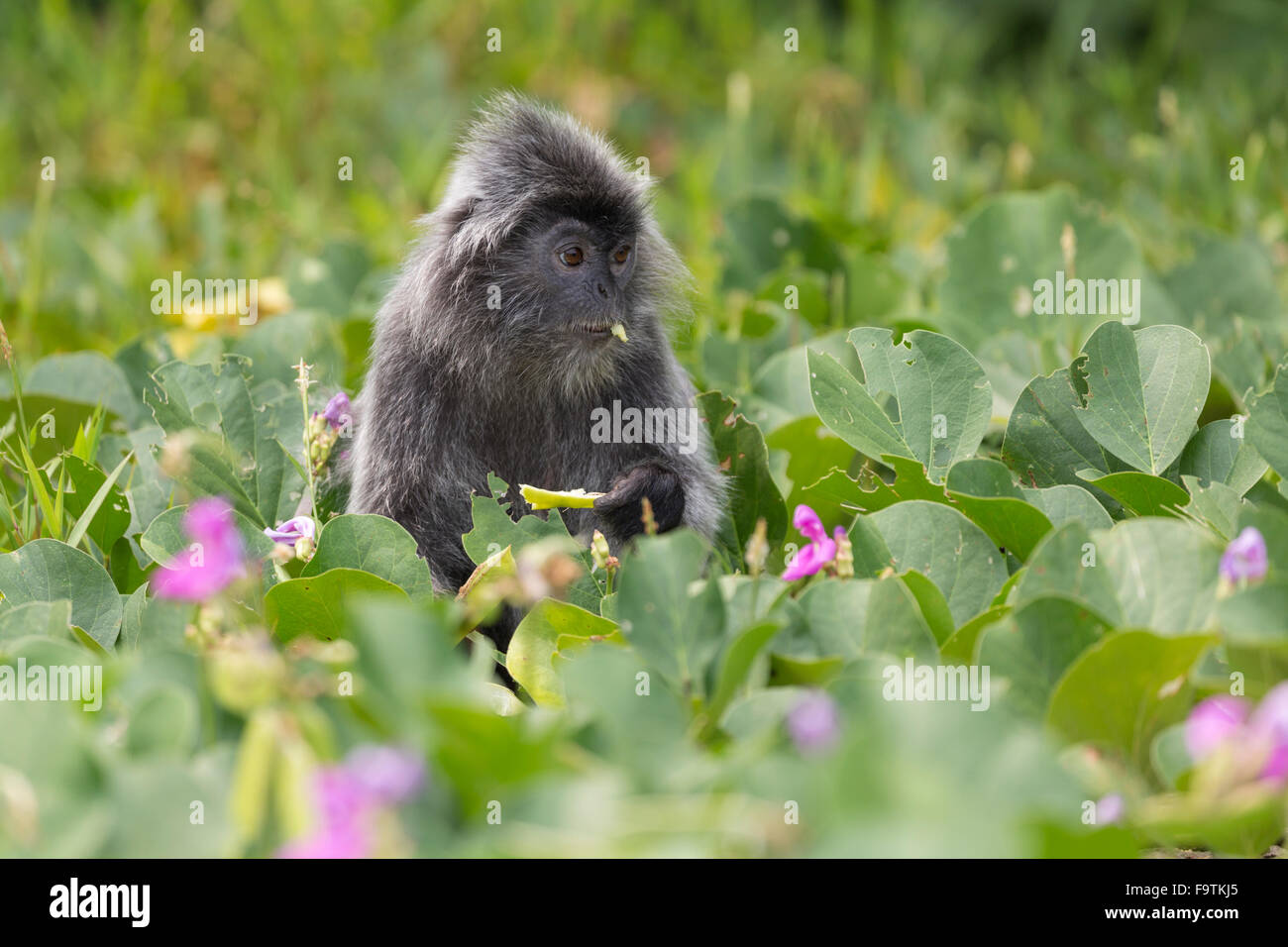 A silvery langur (Trachypithecus cristatus) feeding on flowers Stock ...