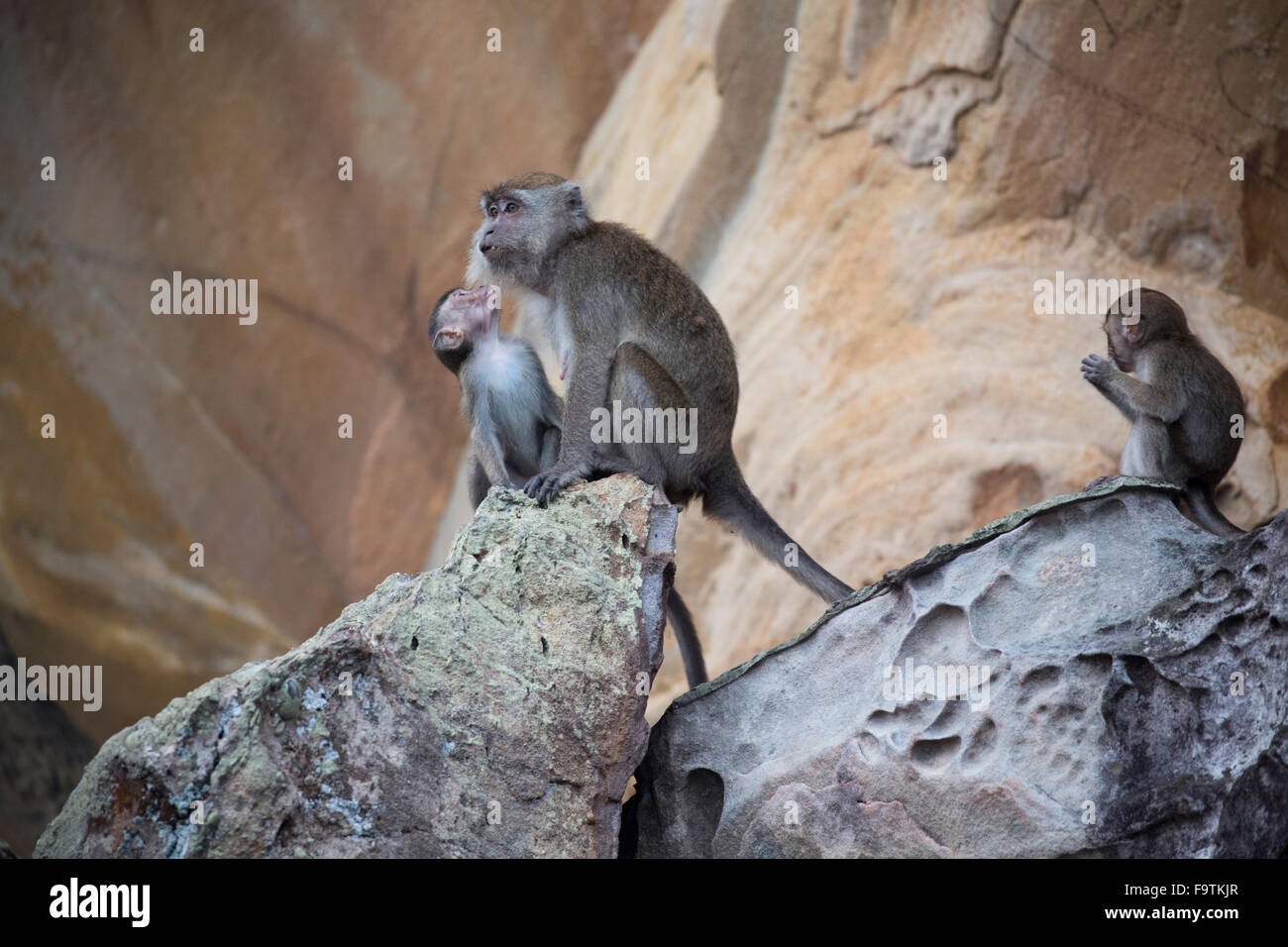 Crab-eating macaques (Macaca fascicularis) bonding Stock Photo - Alamy