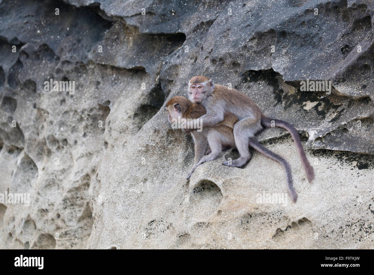 Crab-eating macaques (Macaca fascicularis) on volcanic rocks Stock ...