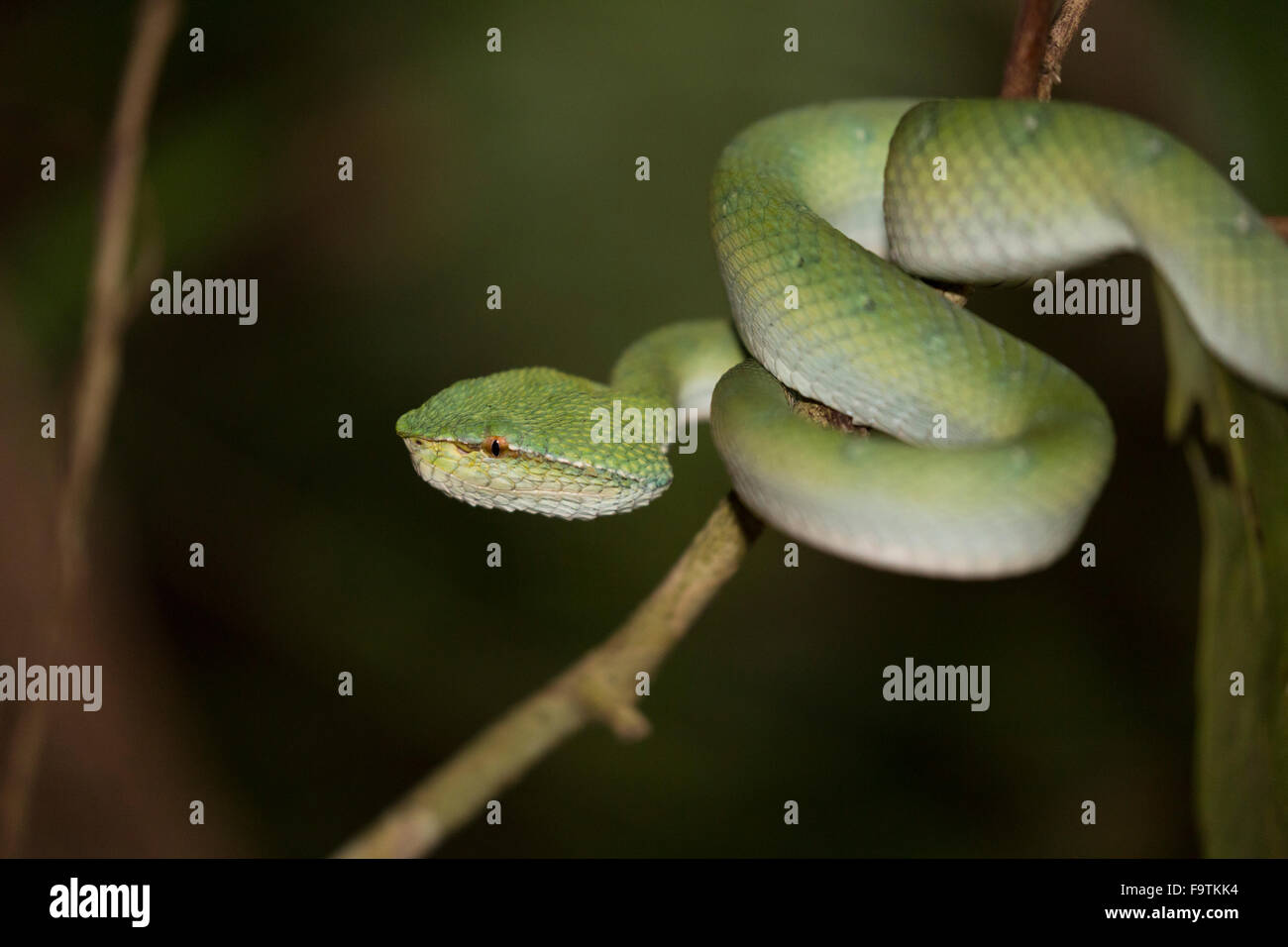 Bornean keeled green pit viper (Tropidolaemus subannulatus Stock Photo ...
