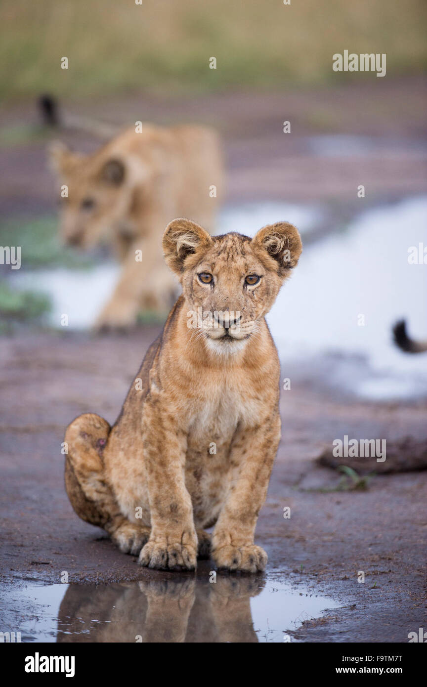 Lion cub (Panthero leo), Queen Elizabeth National Park, Uganda Stock ...