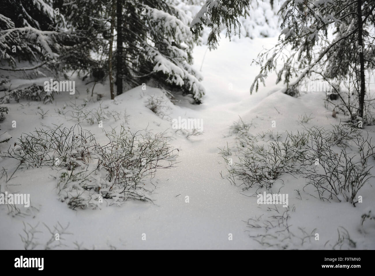 The blueberry bushes are covered from the snow under tall pine trees ...