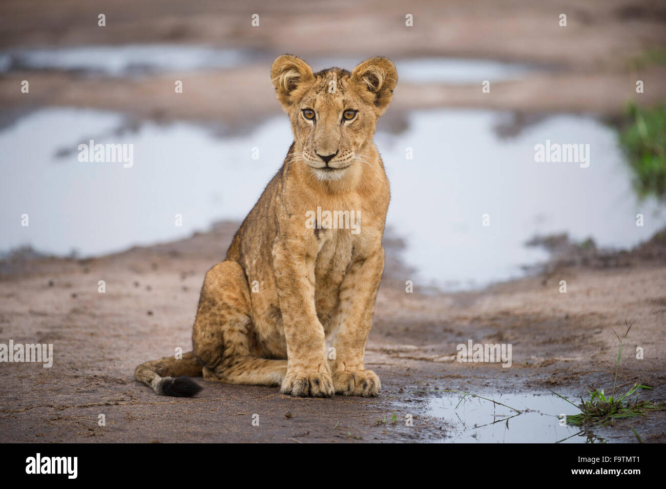 Lion cub drinking (Panthero leo), Queen Elizabeth National Park, Uganda ...