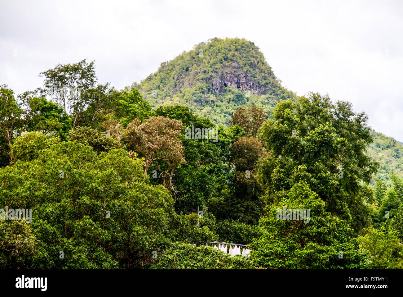 Beautiful rain forest Stock Photo - Alamy