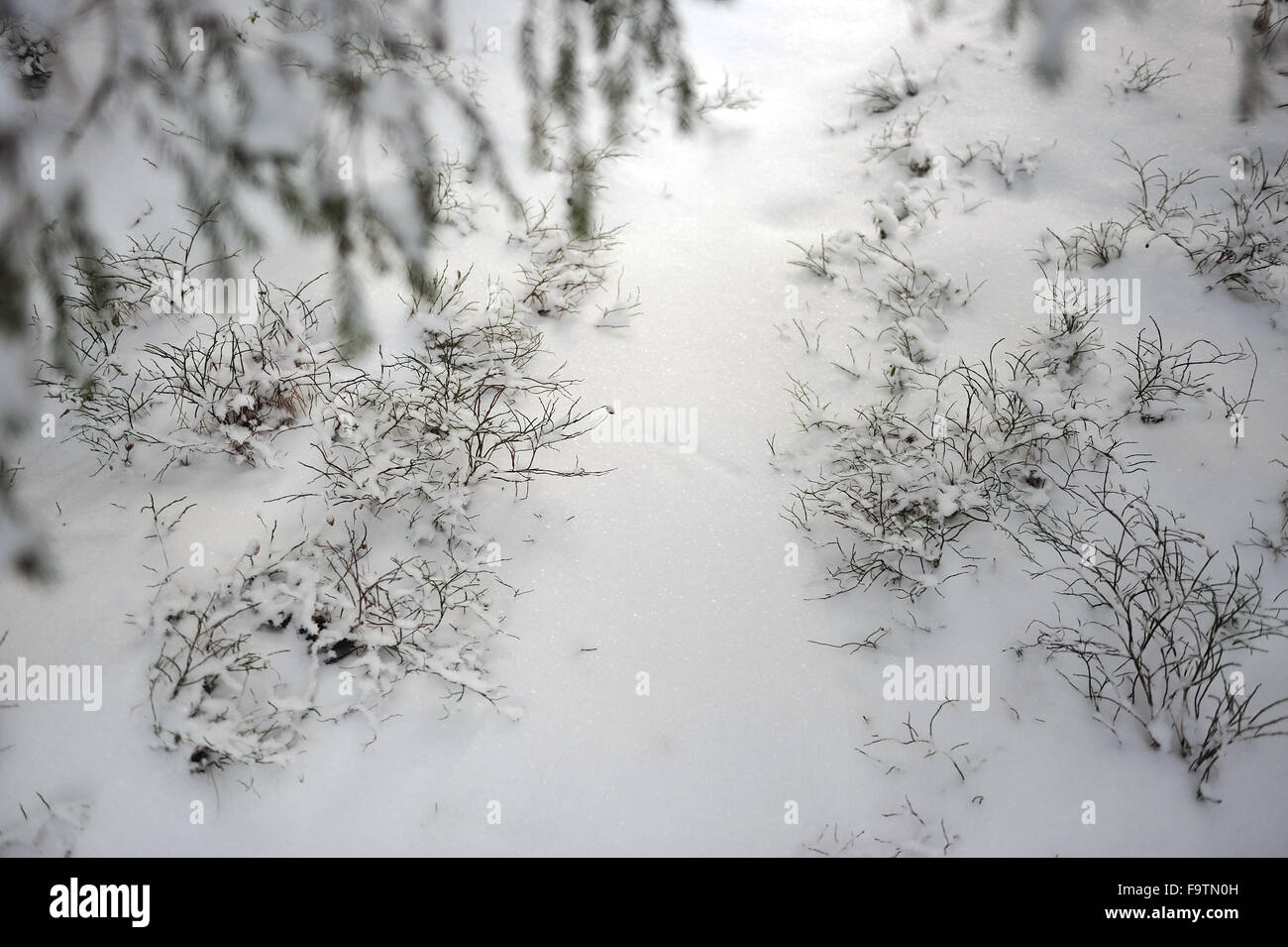 The blueberry bushes are covered from the snow under tall pine trees ...