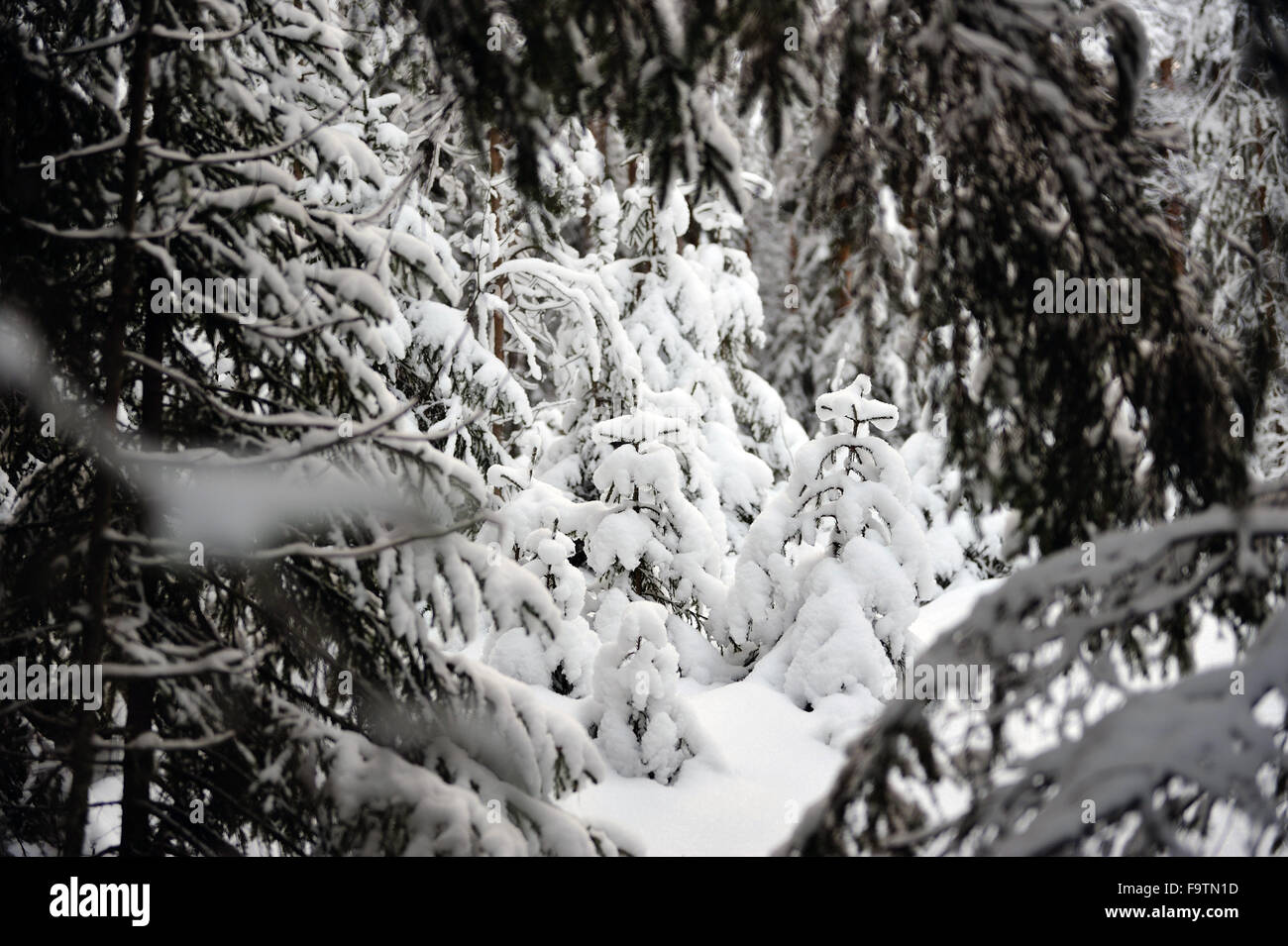 Thick layer of snow hi-res stock photography and images - Alamy