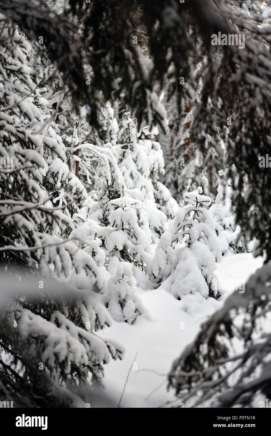 Thick layer of snow hi-res stock photography and images - Alamy