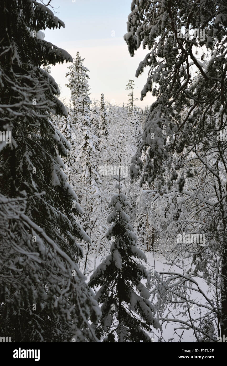 The tops of fir trees covered with a thick layer of snow and frost. The ...
