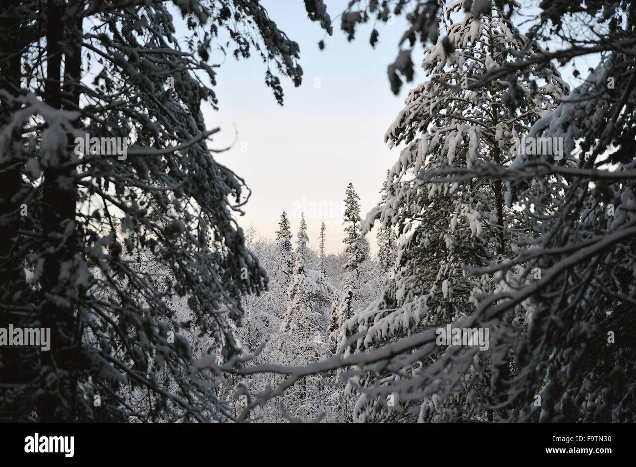 The tops of fir trees covered with a thick layer of snow and frost. The ...