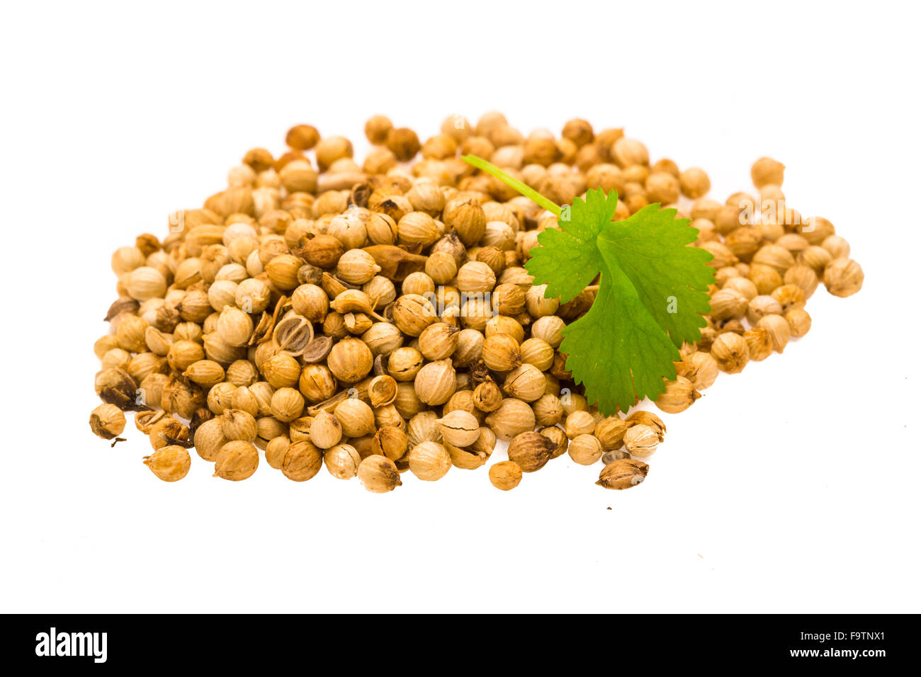 Coriander seeds with leaf Stock Photo - Alamy