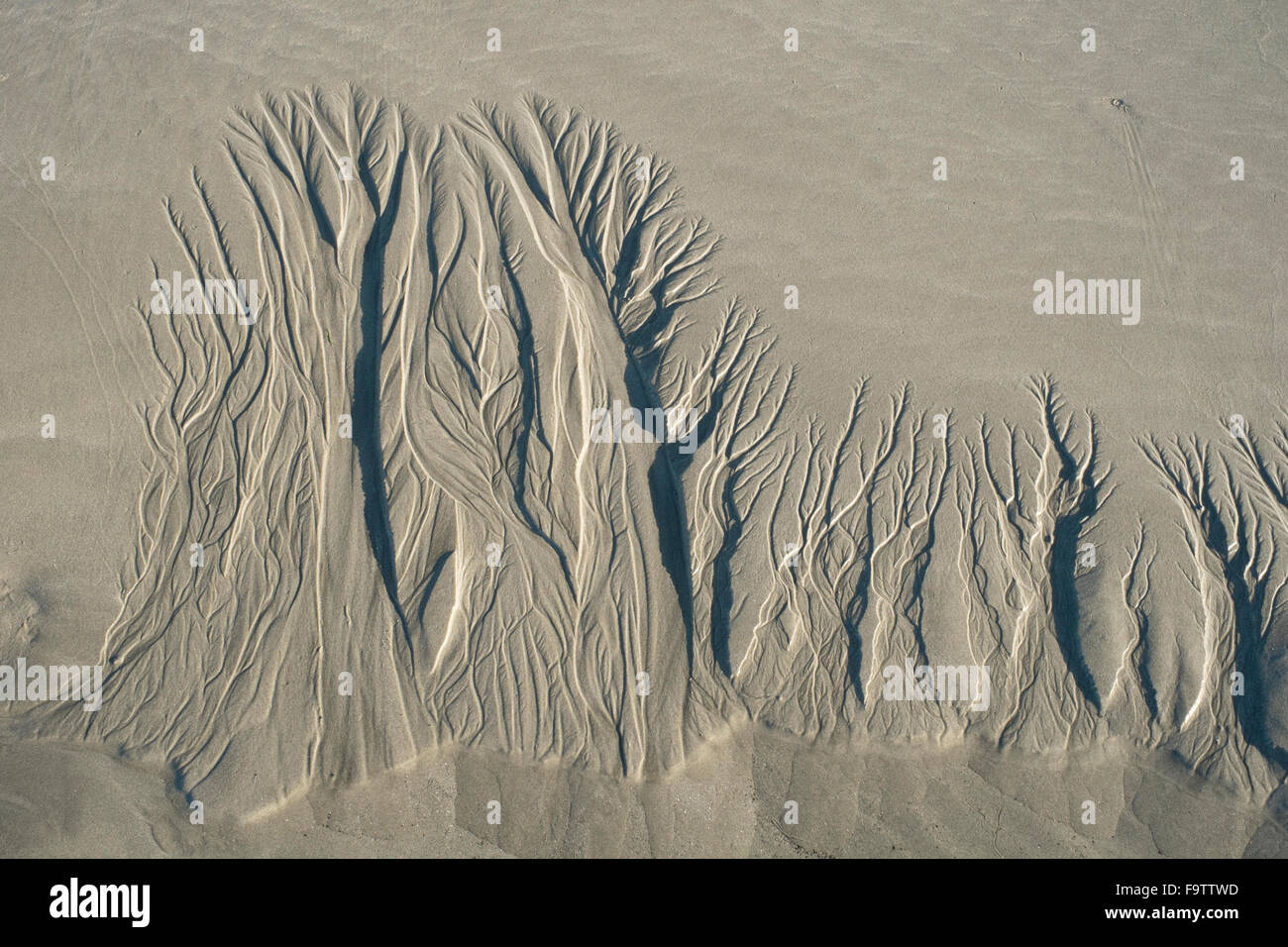 Rivulets on a beach at low tide looking like dramatic winter trees ...