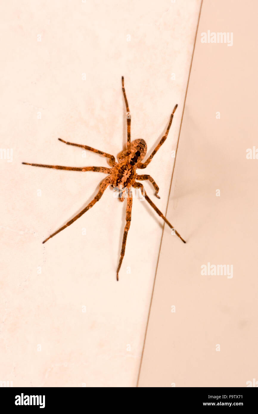Spider on The Wall Stock Photo - Alamy