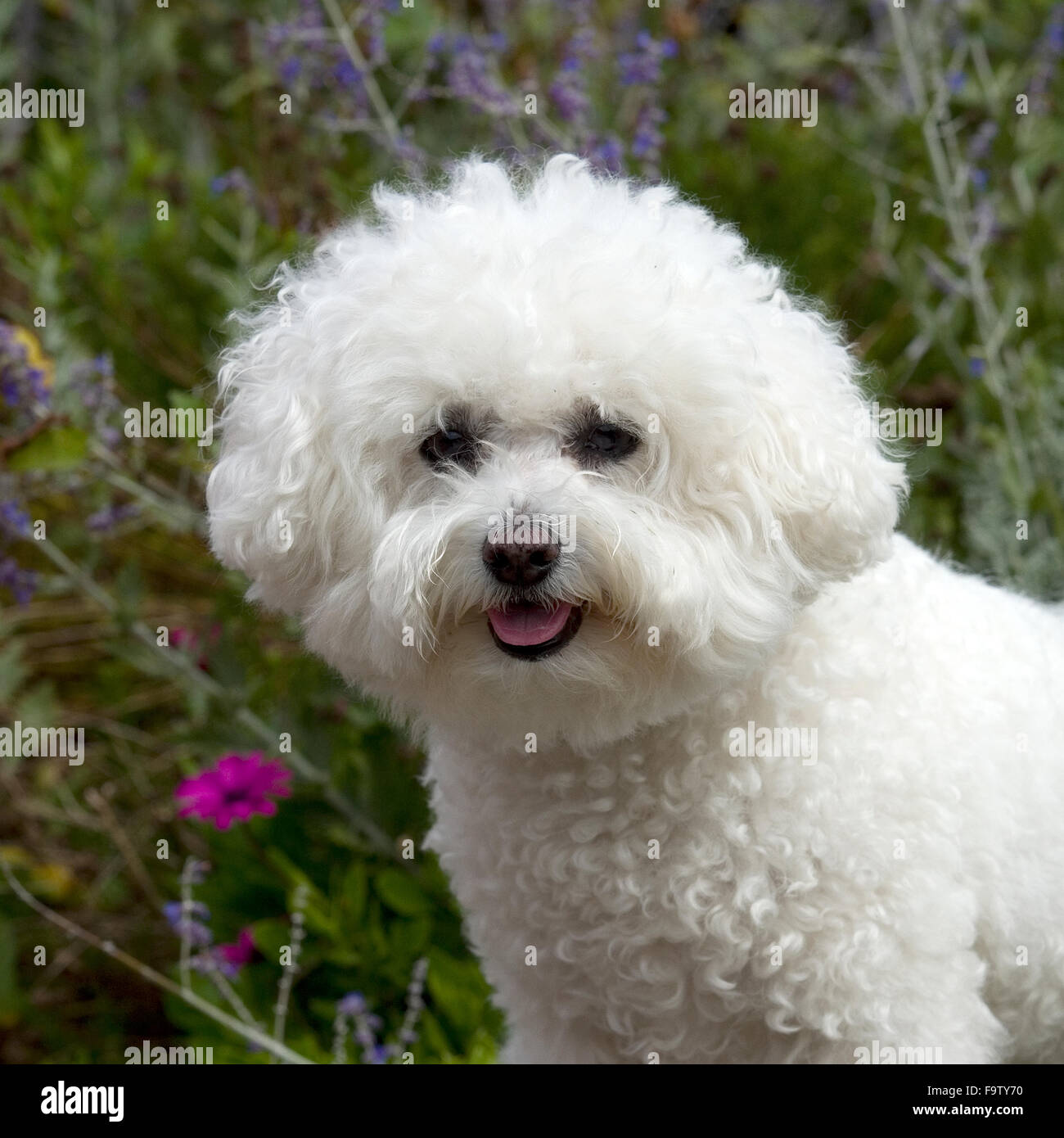 Bichon frise hi-res stock photography and images - Alamy