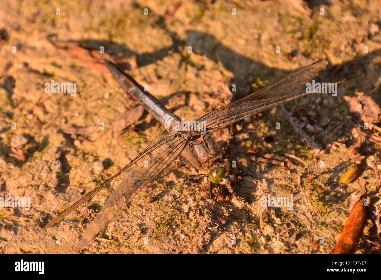 Anax imperator white background hi-res stock photography and images - Alamy