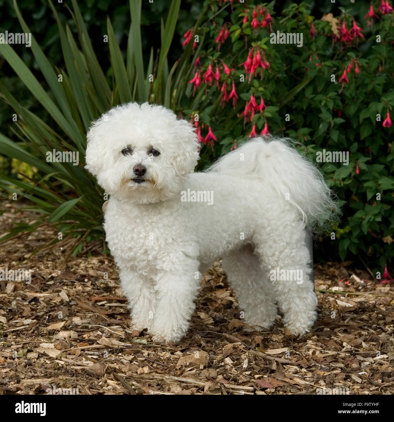 Adult male bichon frise dog hi-res stock photography and images - Alamy