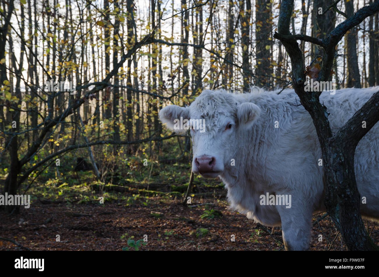 Single white cow in a green forest at fall Stock Photo - Alamy