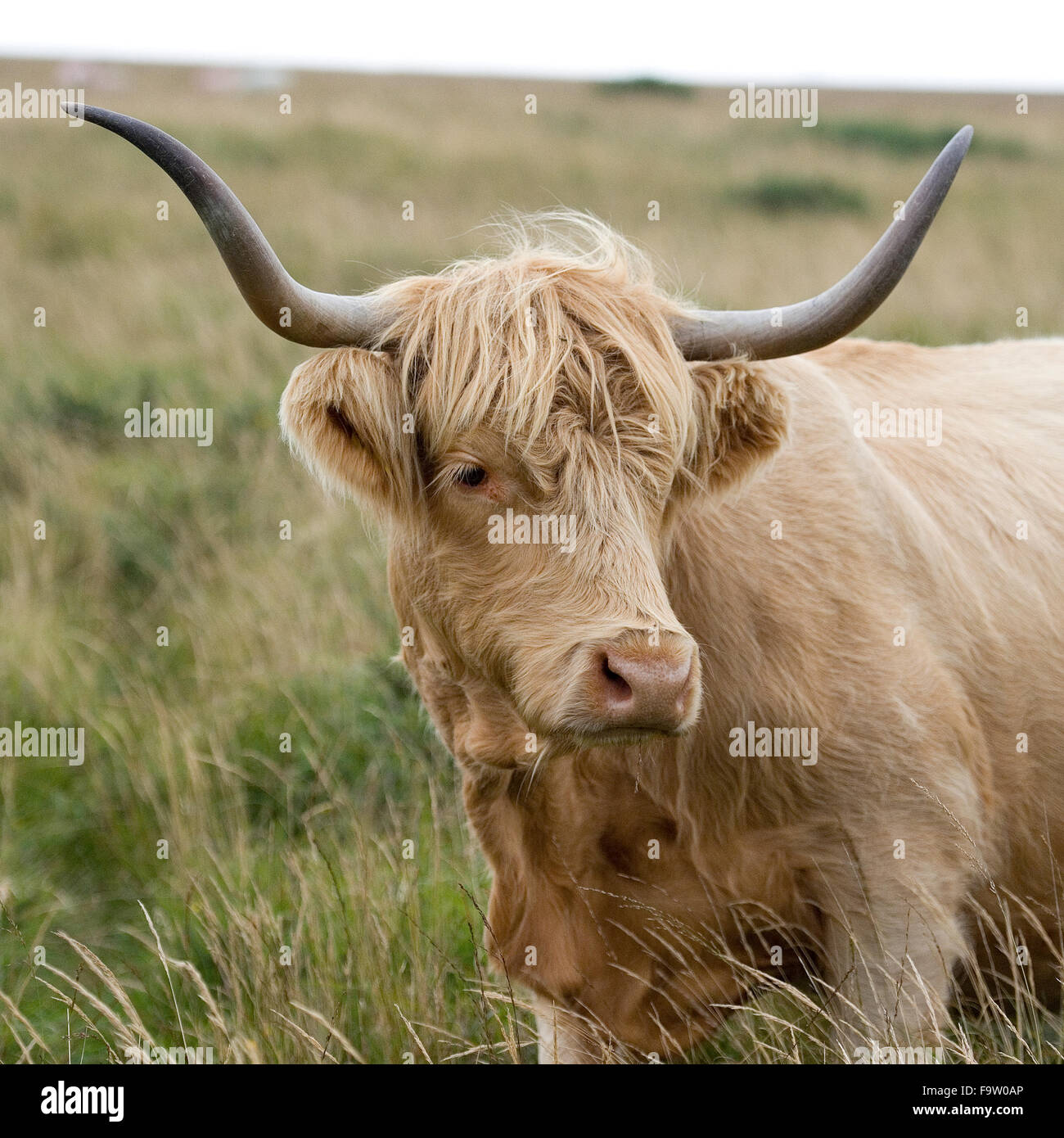 Scottish highland cattle head hi-res stock photography and images - Alamy