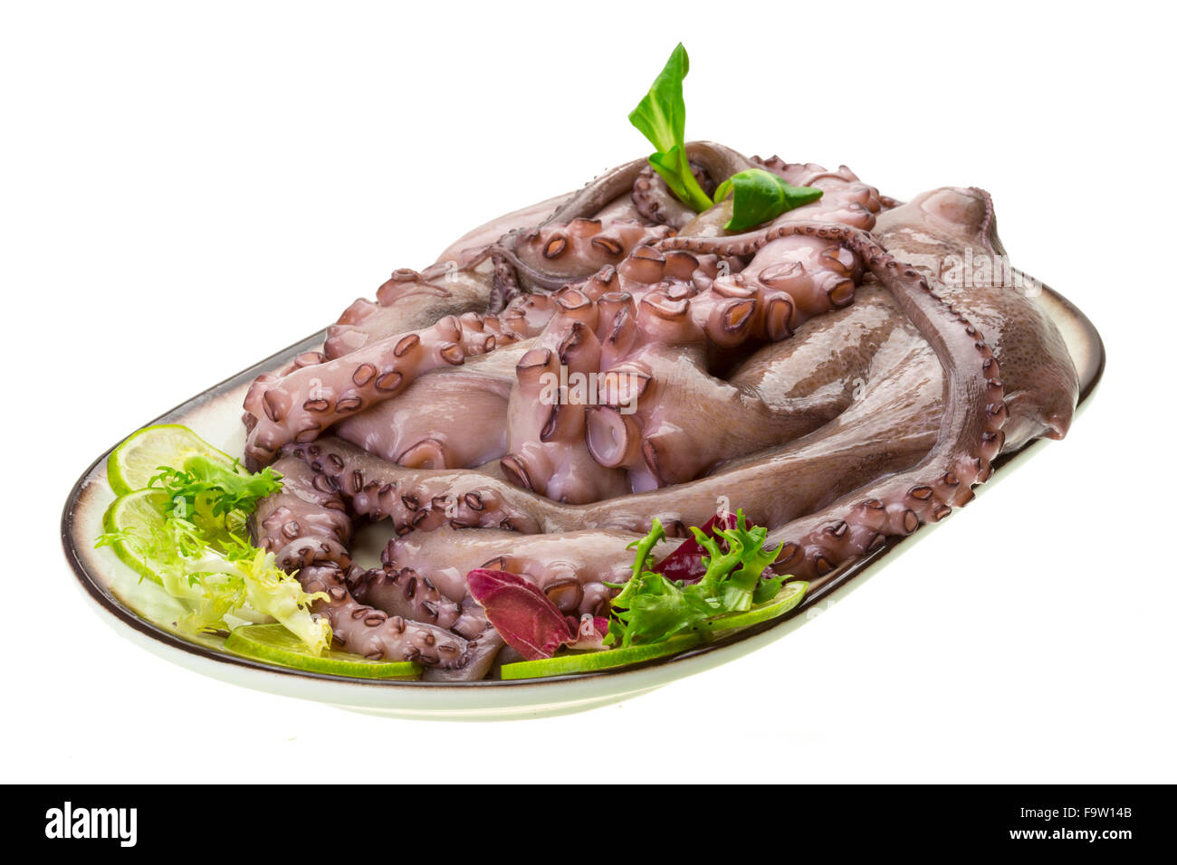 Pulpo octopus tentacle arm sucker hi-res stock photography and images ...