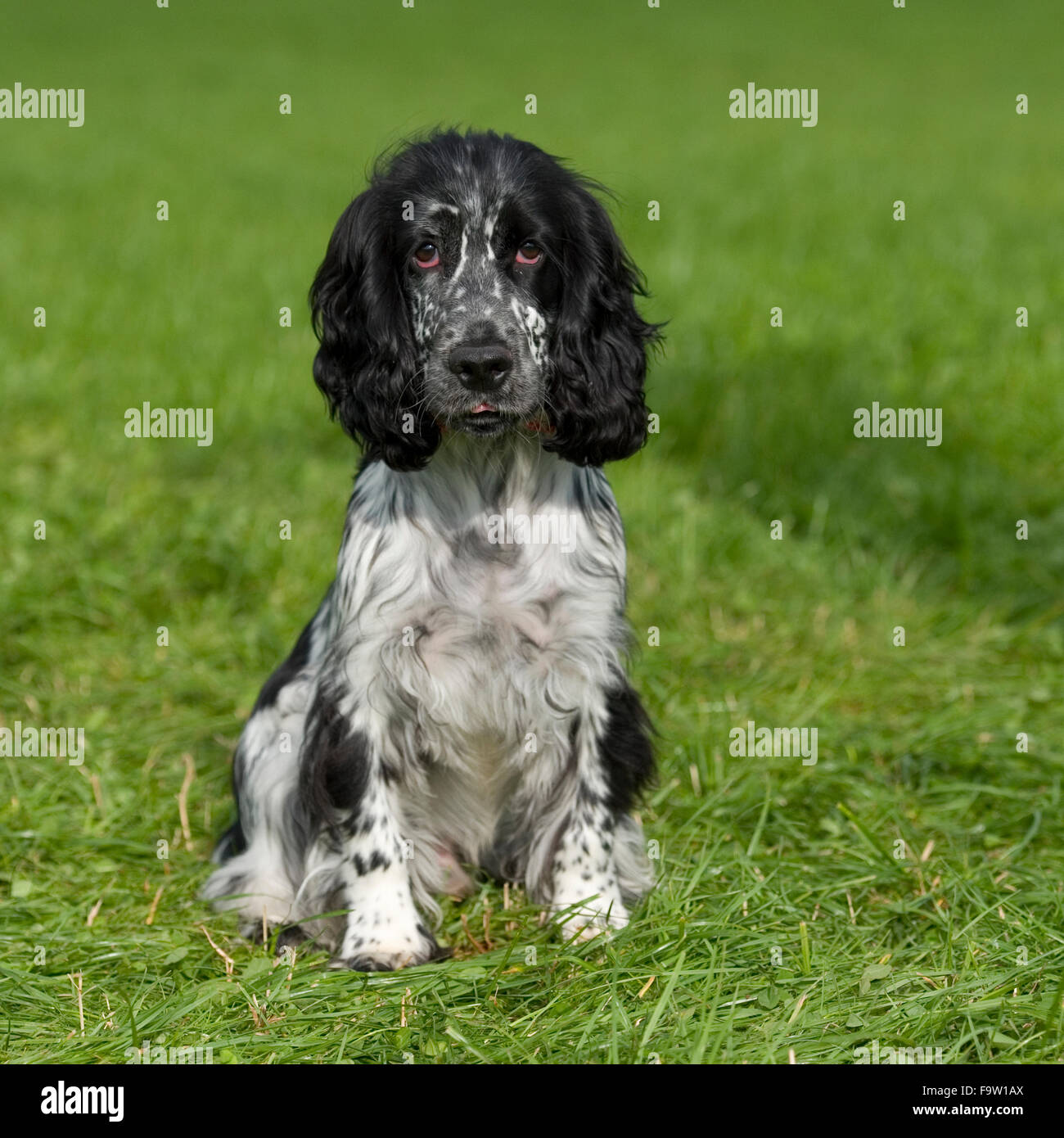 Cocker spaniel sitting hi-res stock photography and images - Alamy
