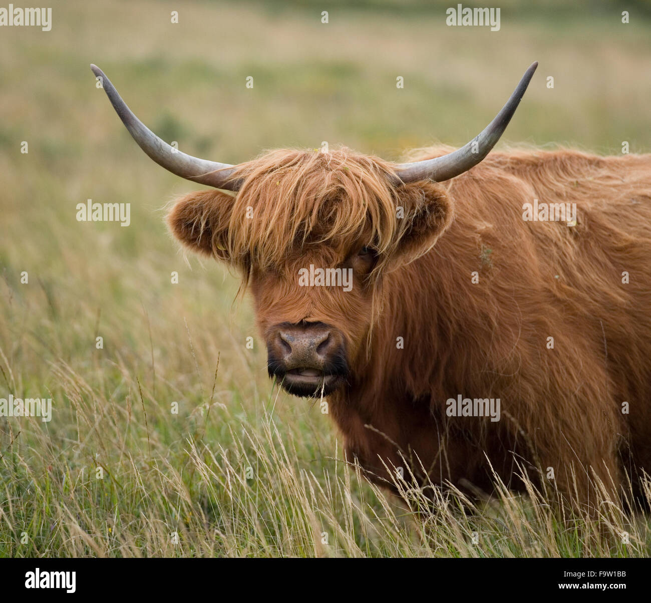 Male scottish highland cow bull hi-res stock photography and images - Alamy