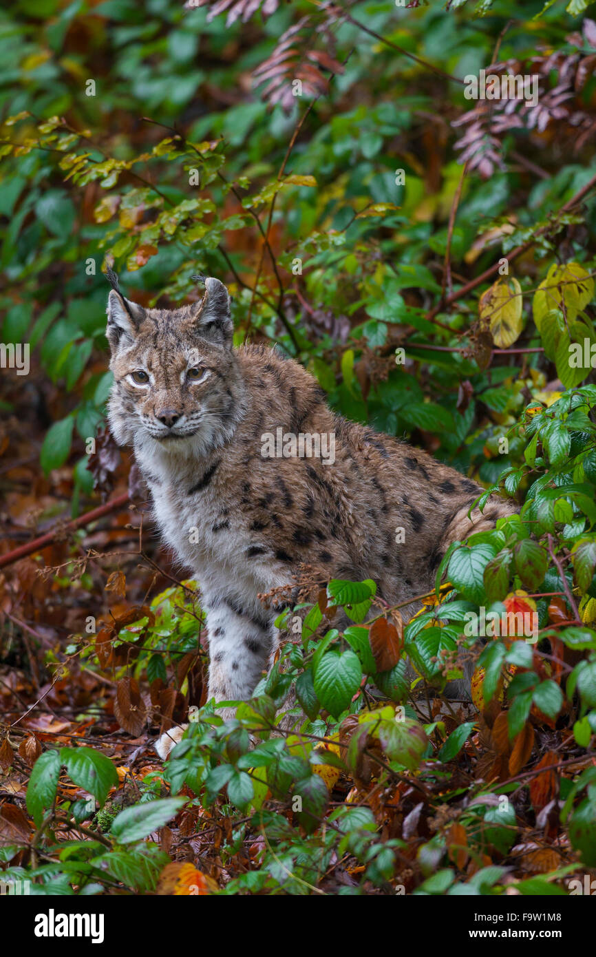 Eurasian lynx (Lynx lynx) with wet fur sitting in forest in autumn ...