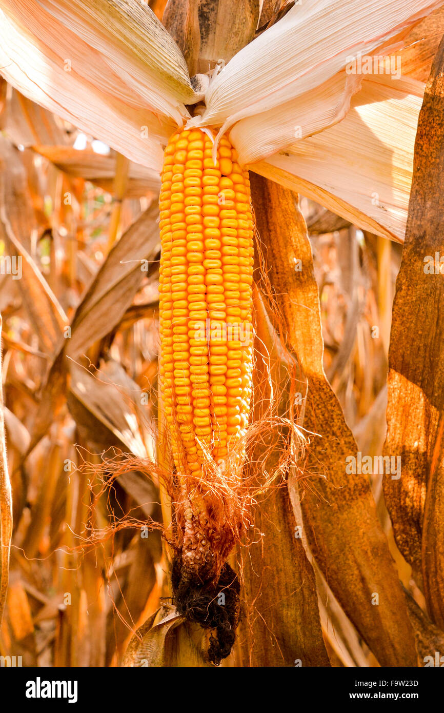 Corn Plant Background Stock Photo - Alamy