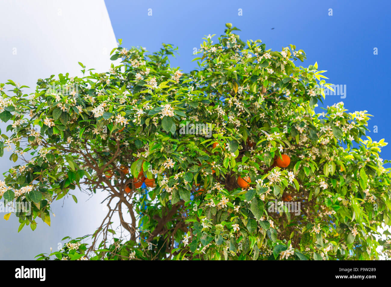 Tangerin tree in the garden Stock Photo - Alamy