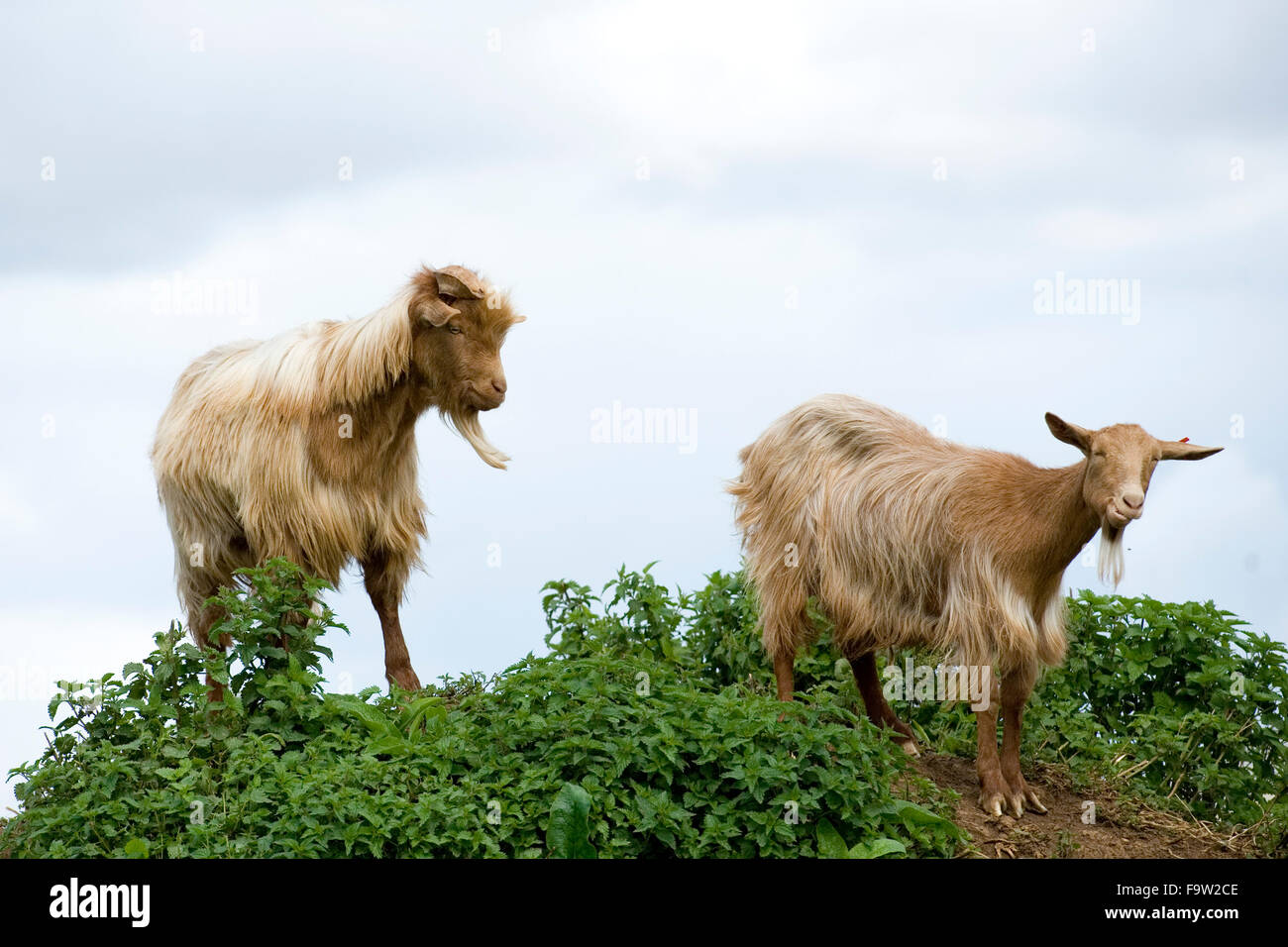 Golden goat hi-res stock photography and images - Alamy