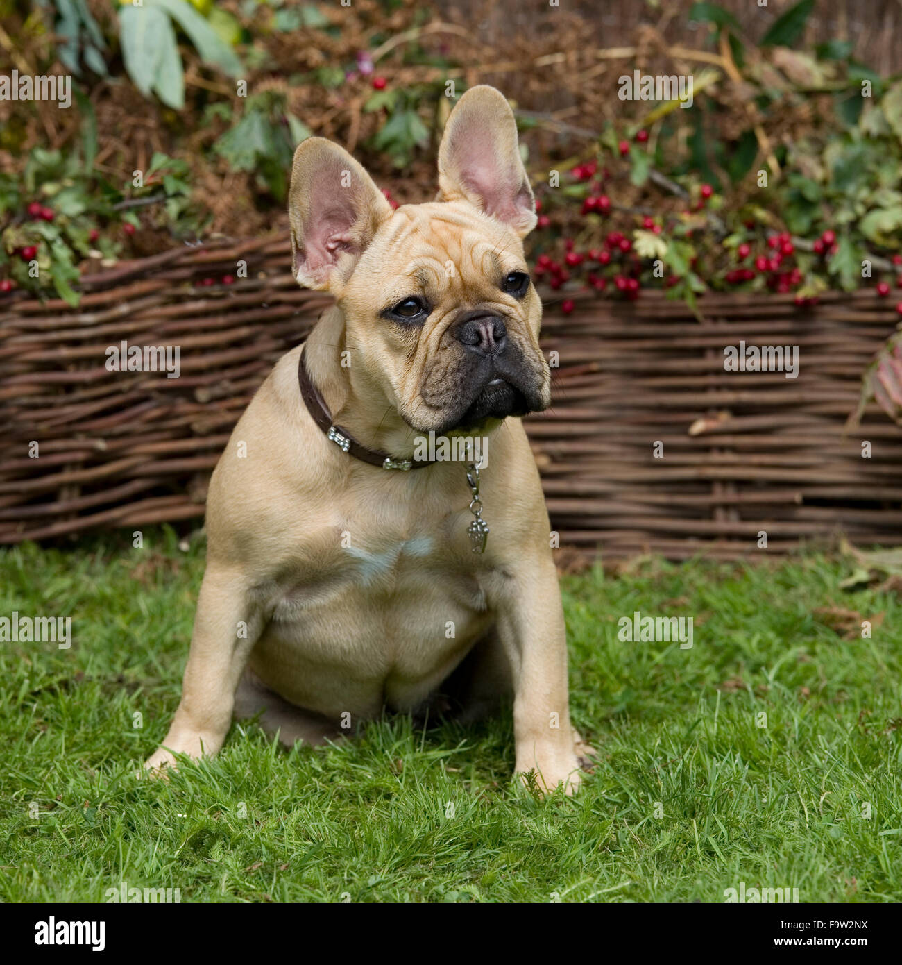 Fit young female bulldog hi-res stock photography and images - Alamy